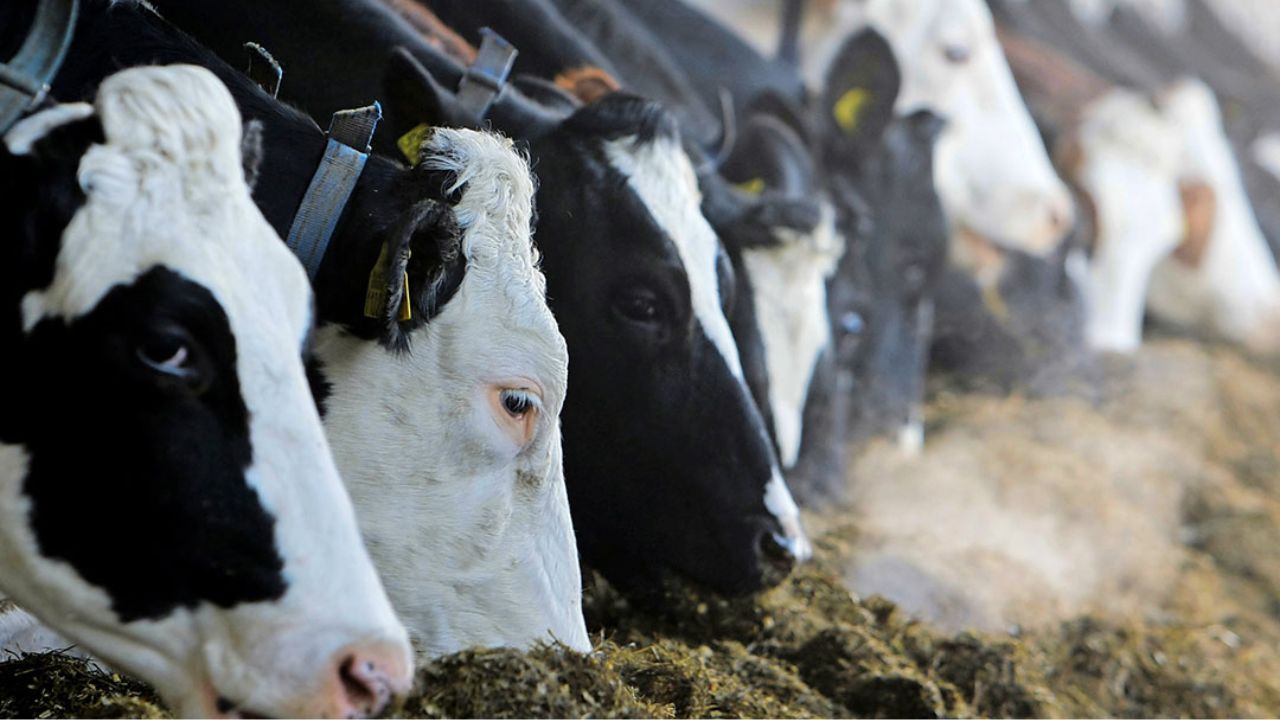 Văcuțele vor fi hrănite cu carcalaci - primul pas către "carcalacizarea ...